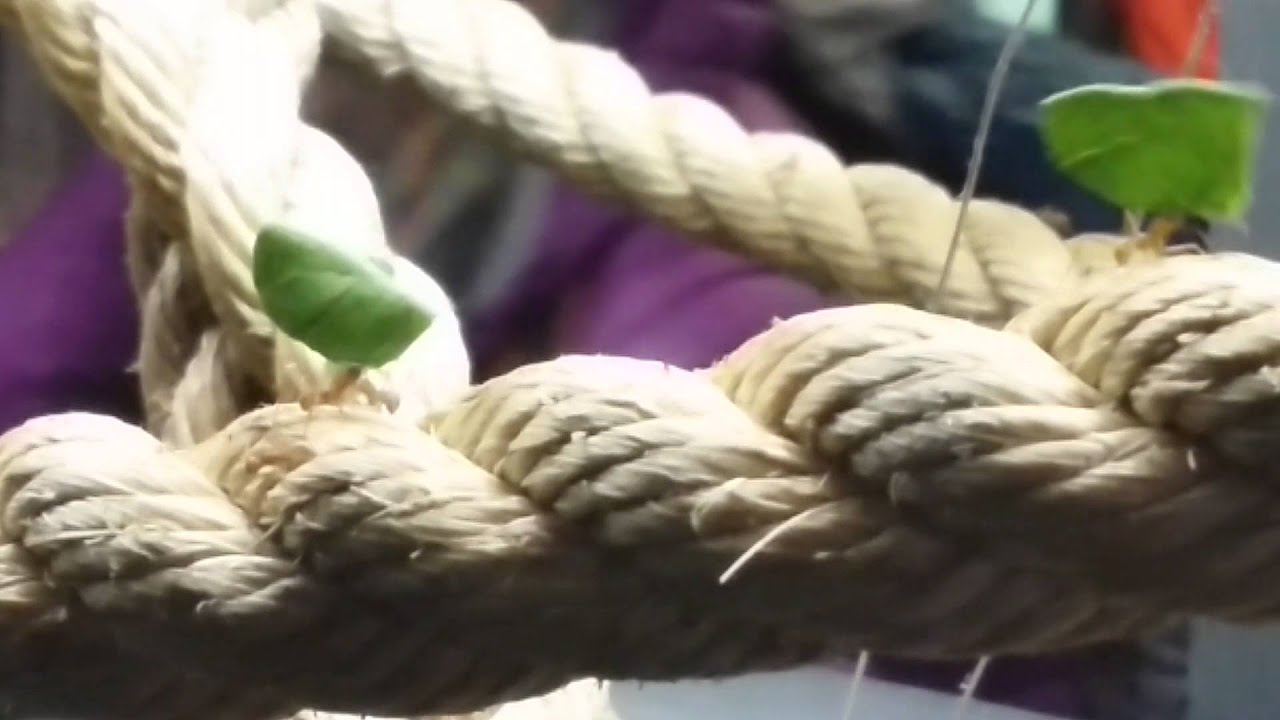 Ants carrying leaves along a rope - YouTube