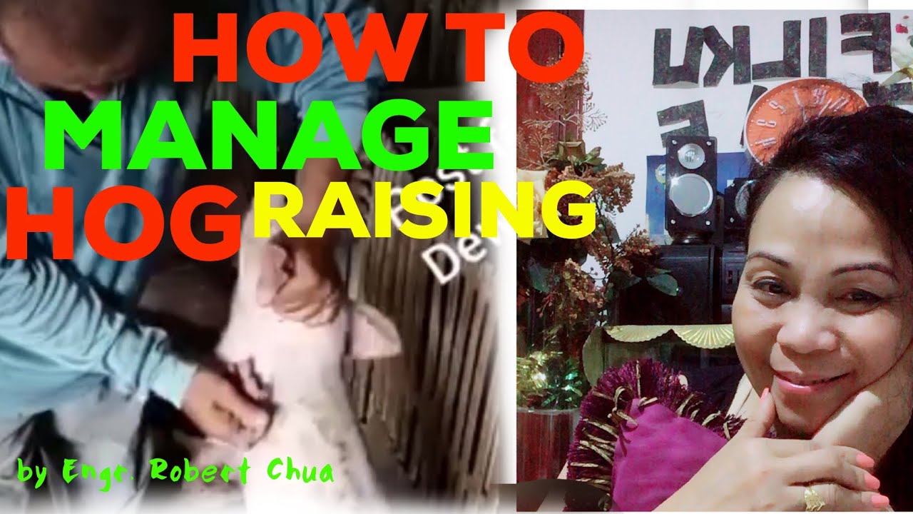 RECOMMENDED FOR ALL OFW HOW TO MANAGE HOG RAISING - YouTube