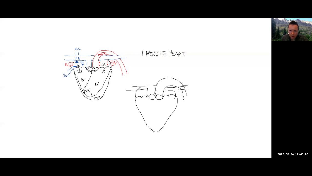 The 1 Minute Heart - YouTube