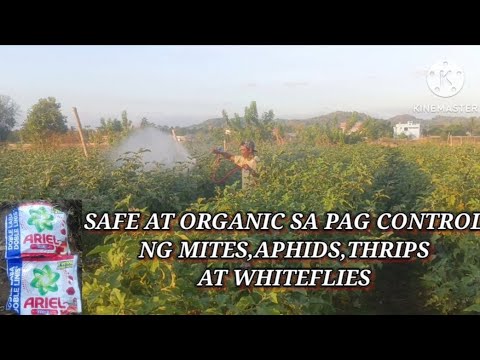 Mabisang pang Control sa mga insekto sa talongan gamit ang  sabong panglaba na ARIEL with DOWNY