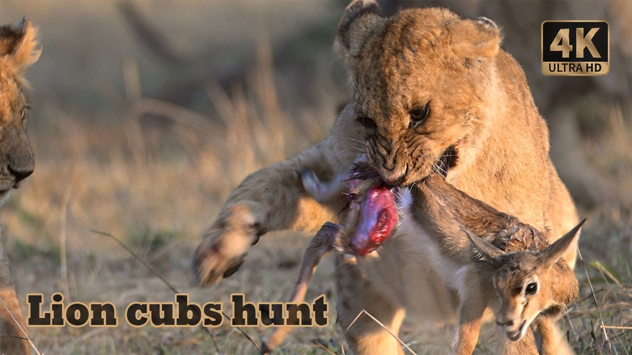 Lion cubs hunt Thomson Gazelle | Masai Mara Kenya - YouTube