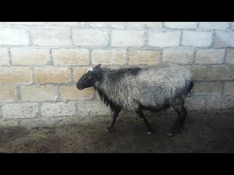 Ramanov Qoyunu Boğaz 051 783 73 73