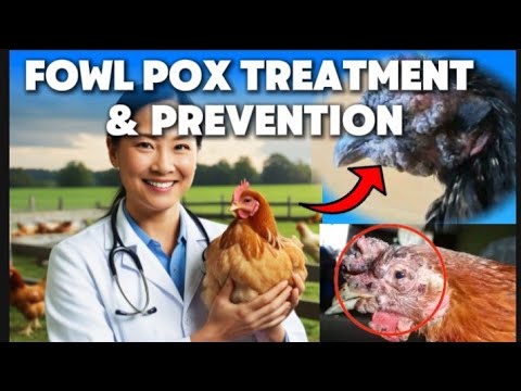 Fowl Pox in Poultry: Symptoms, Treatment, and Prevention - YouTube