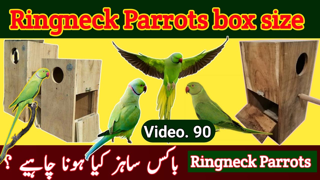 Ringneck Breeding Box Size | Best Box Size For Ringneck - YouTube