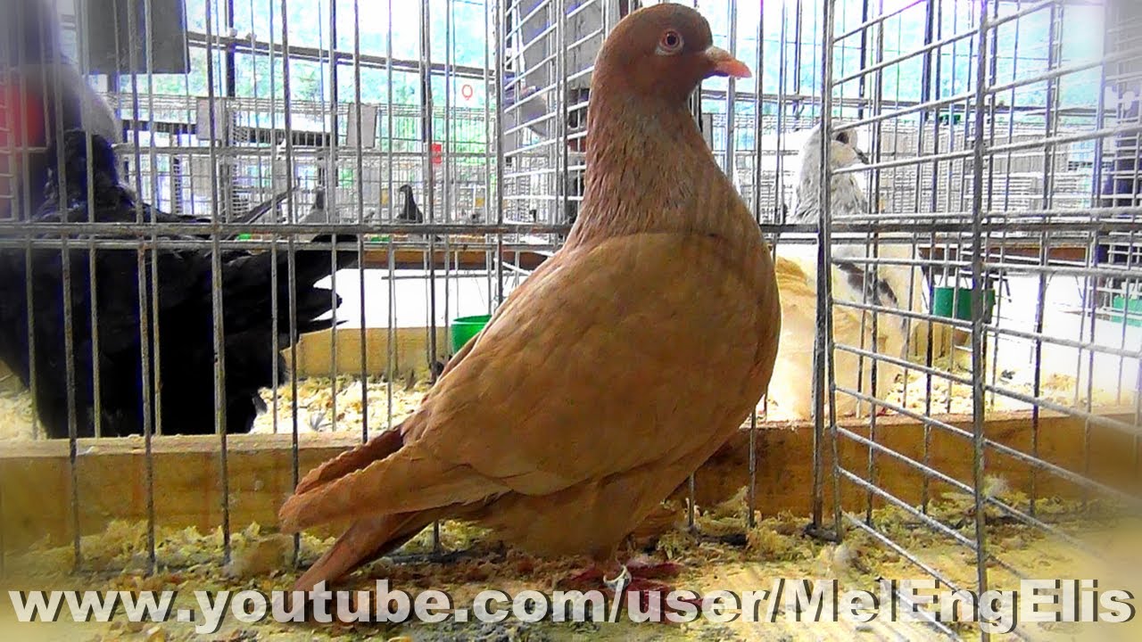 Pigeon Carneau Jaune - Champion - Exposition Avicole de Cambrai 2021 ...