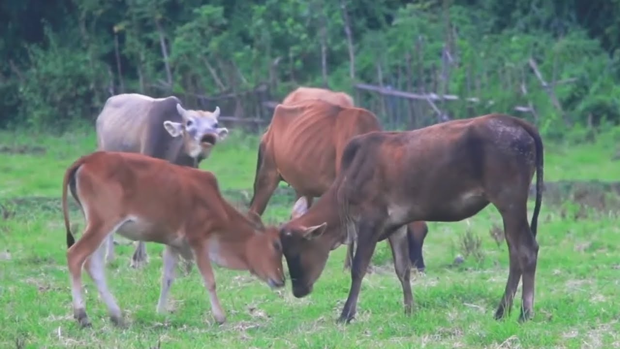 AKTIVITAS LEMBU SAPI JINAK MENCARI RUMPUT HIJAU #cow #cows - YouTube