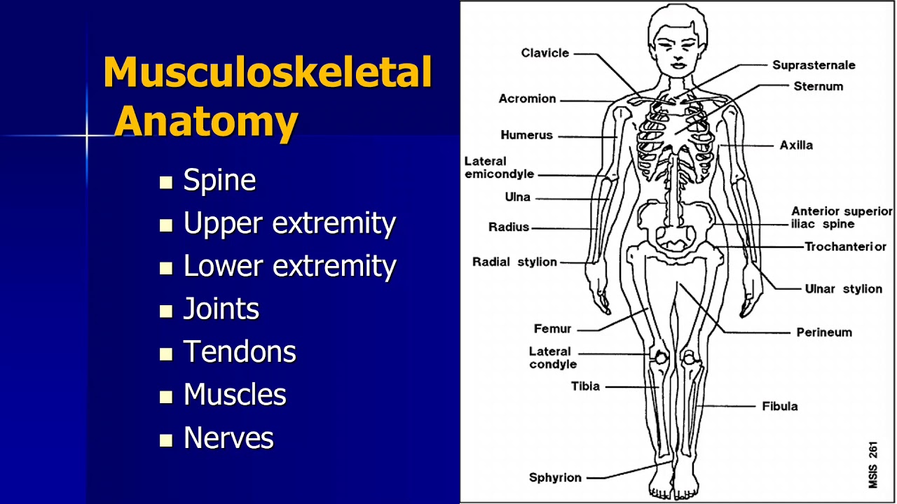 Introduction to Musculoskeletal Anatomy for Ergonomists - YouTube