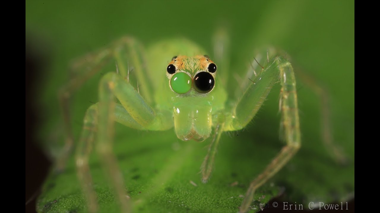 Jumping spider eye movement (Lyssomanes viridis) - YouTube