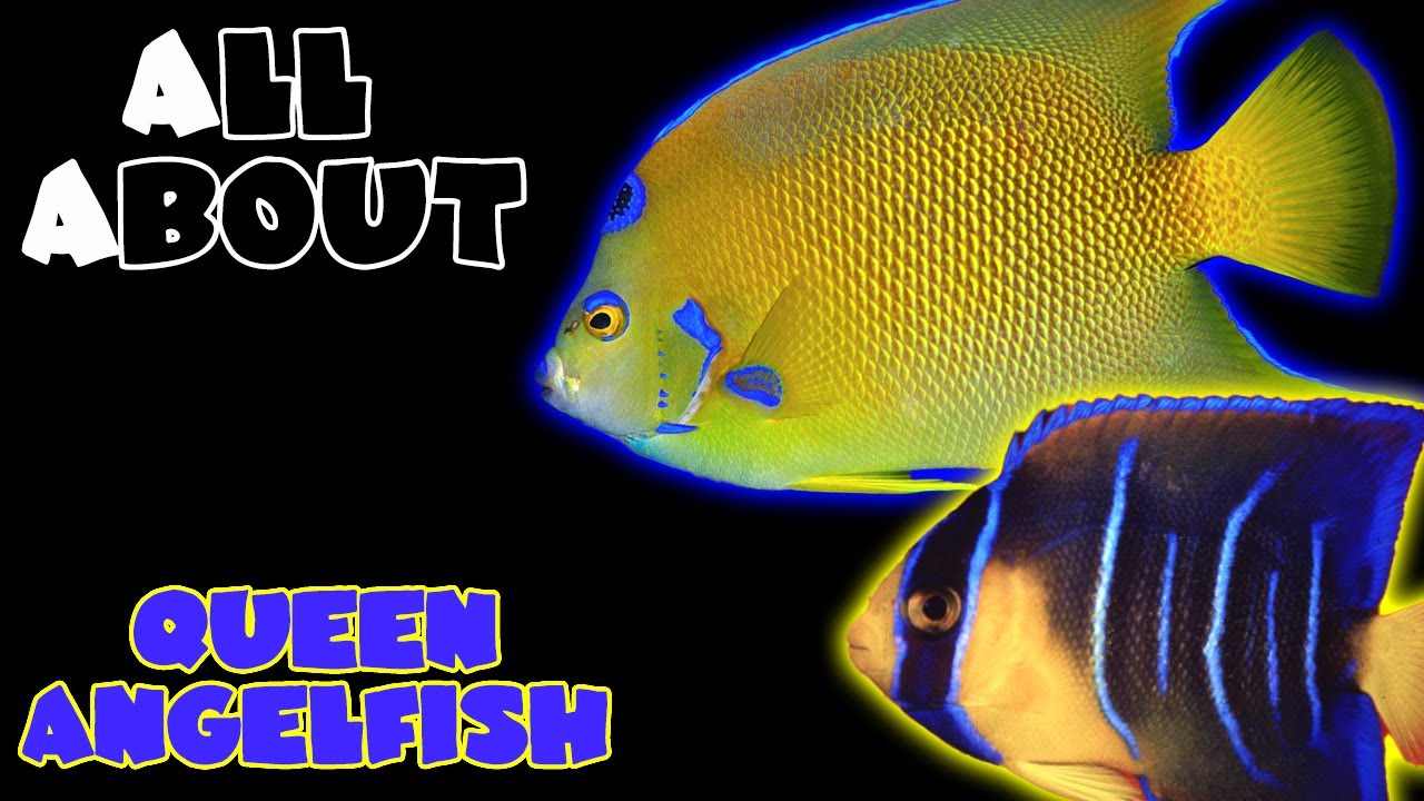 All About The Queen Angelfish - YouTube