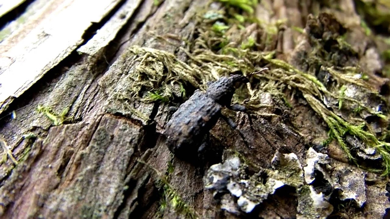 クロコブゾウムシ/Niphades variegatus 02 110705 - YouTube