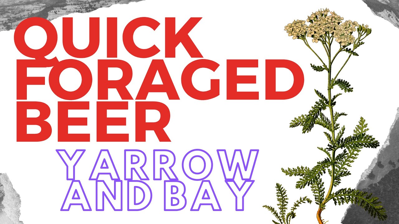 How to Make a Basic Foraged Beer: Yarrow and Bay Leaf Ale Recipe - YouTube