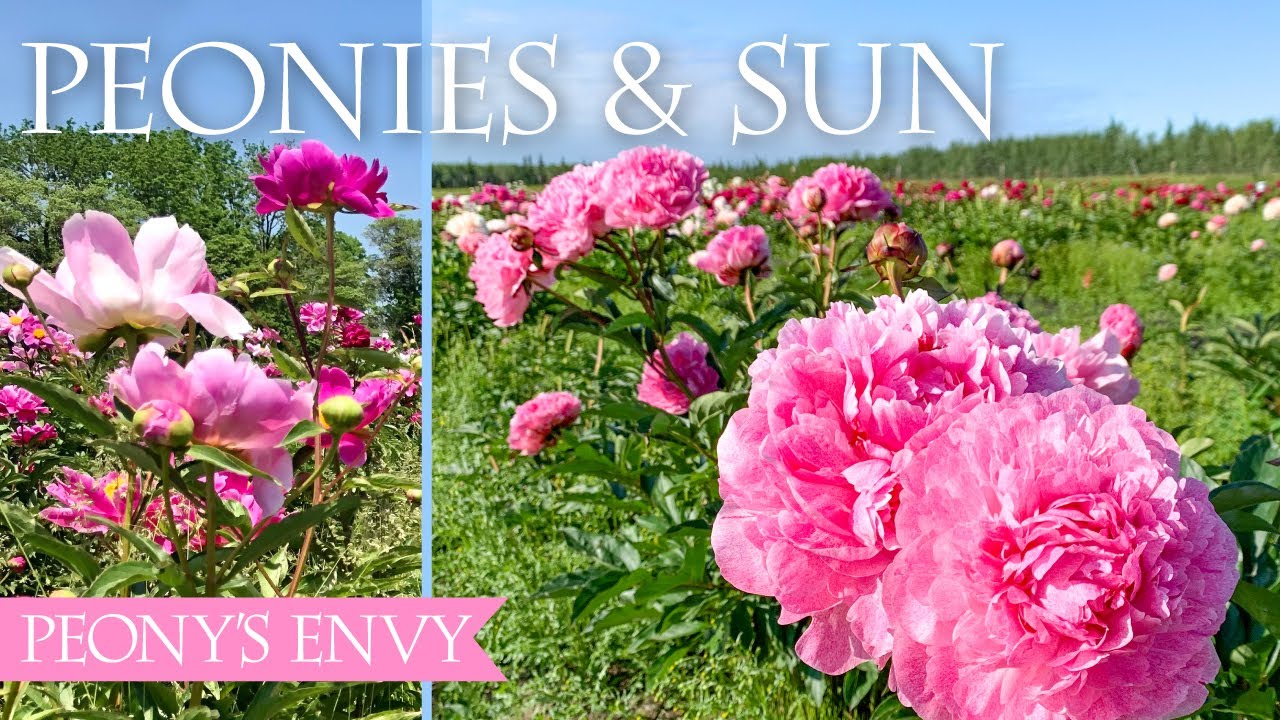 Where is the best place to plant peonies? - YouTube