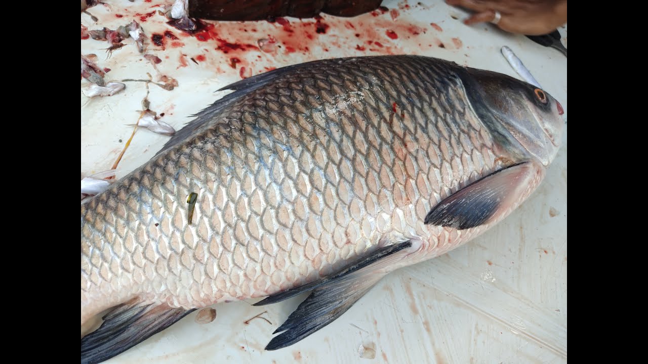 Fish Cutting Skills Amazing Live Fish Cutting, How to Fish Cutting, How ...