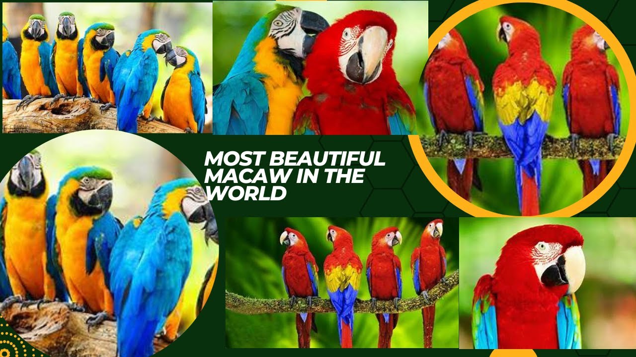 Most beautiful Macaw in the World - YouTube
