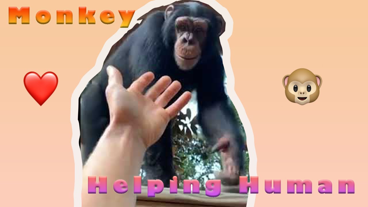 Monkey Helping Human 🐵 AMAZING 😀 Must See!! - YouTube