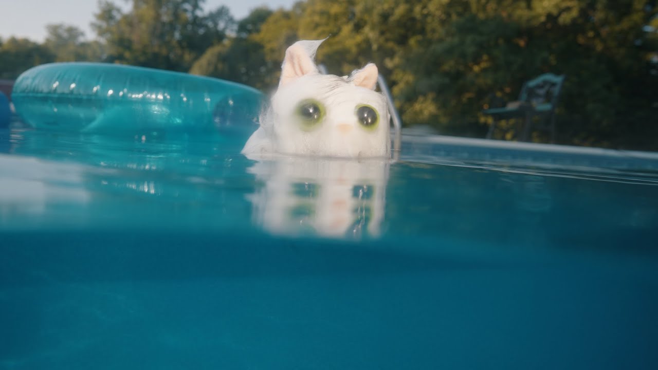 Slum Cat - SeaWorld Feat. JonPaul (Official Video) - YouTube