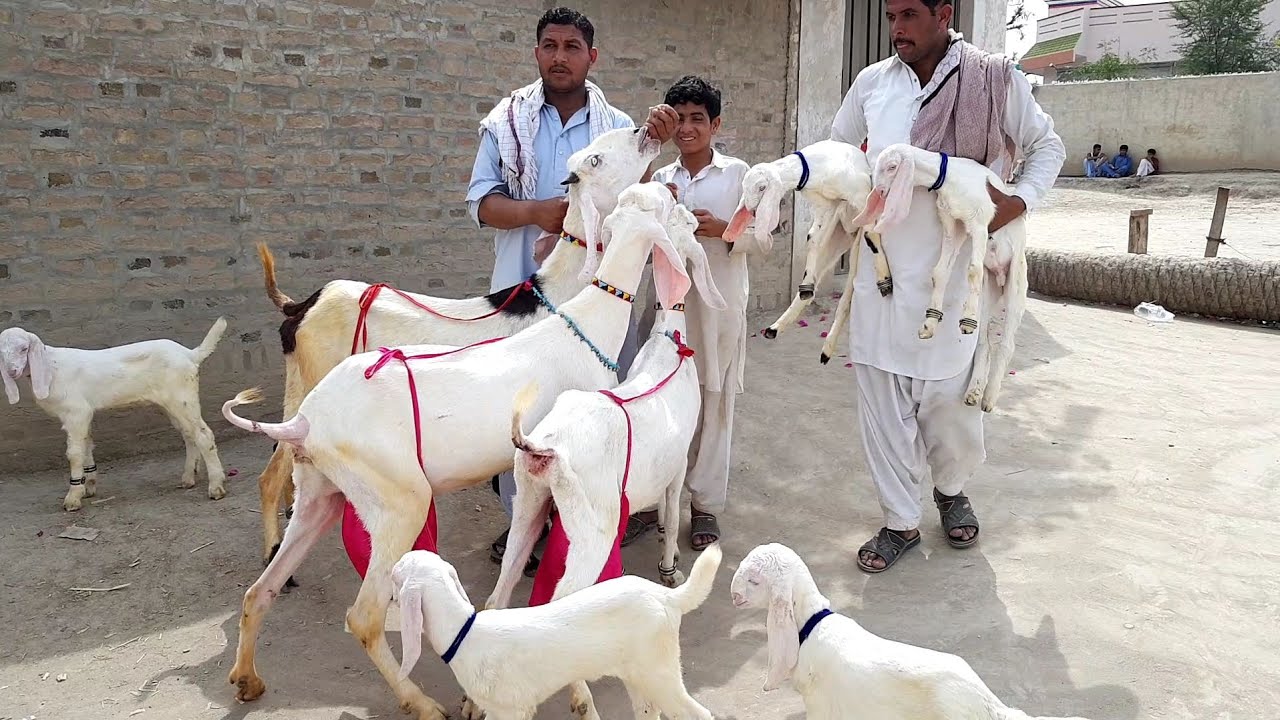 bacchon wali Rajan Puri bakriyan doodhwali bakriyan 03354746487 - YouTube