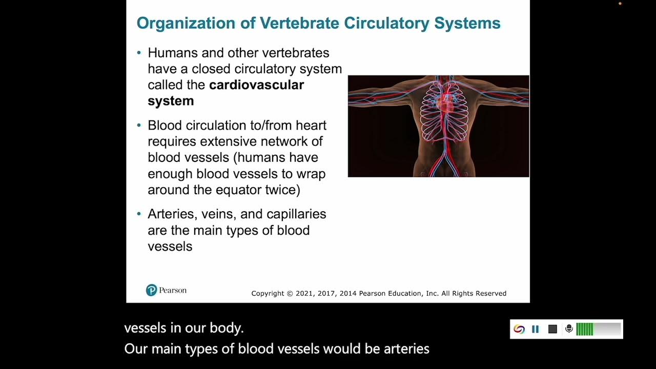 42.1 Introduction to the Circulatory System - YouTube