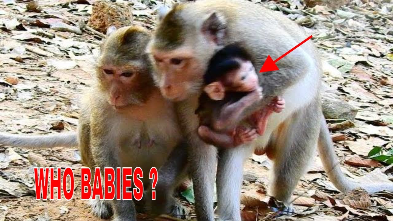 WHO BABIES ? VIOLA WRONG HOLD BABY MONKEY. THIS BABY IS NALA BABY. NALA ...