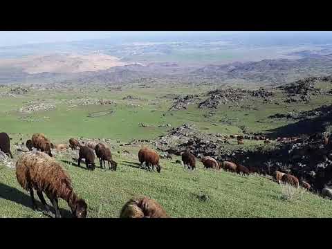 Türkiyenin en yüksek dağında koyun otlatmak (AĞRI DAĞI )