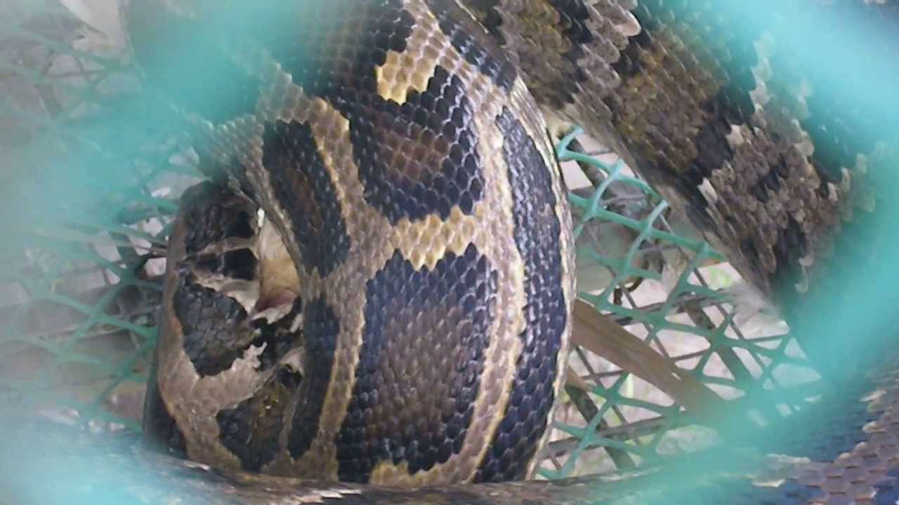 Big snake eats chicken2 Davao Mindanao Philippines 蛇の捕食2 ダバオ フィリピン ...