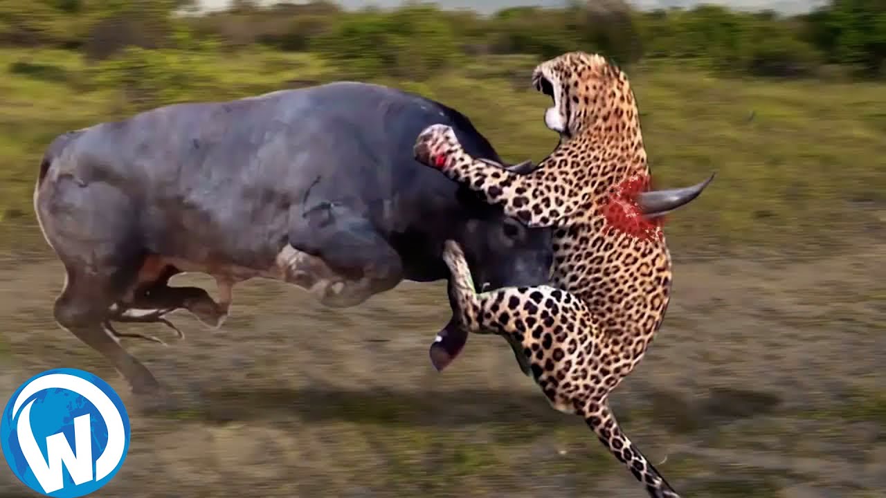 When Animals Messed With The Wrong Opponent! - YouTube