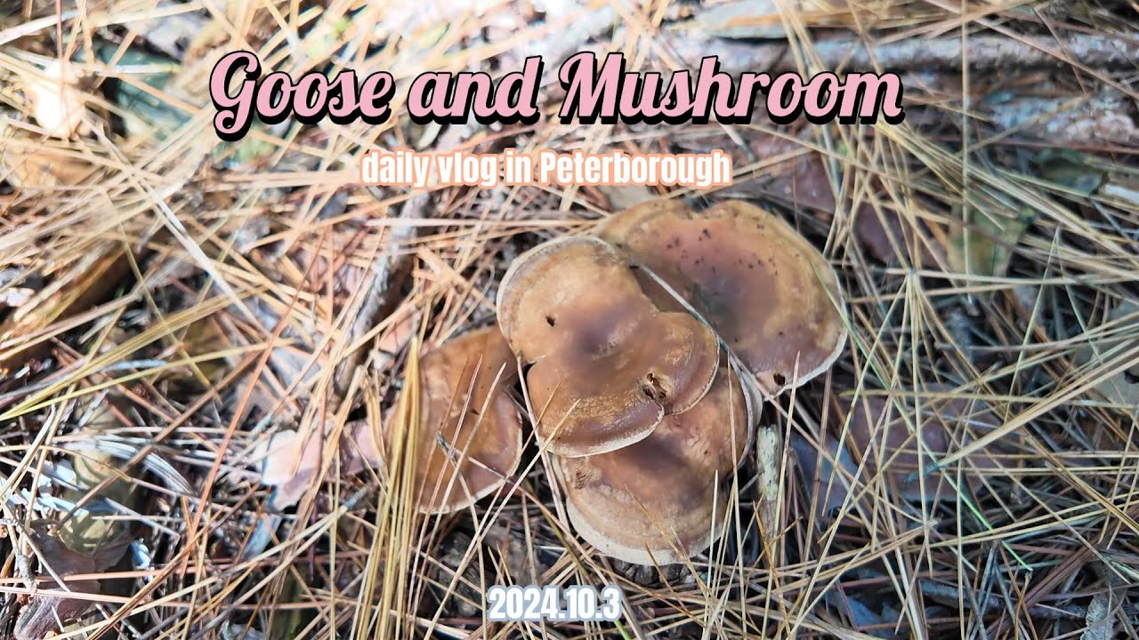 mushroom and goose observation - YouTube