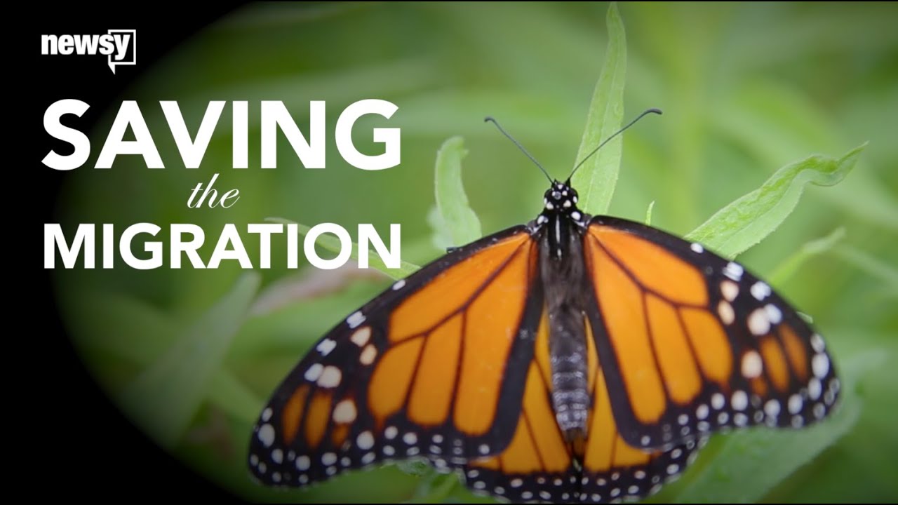 Saving the Migration - A Newsy Documentary - YouTube