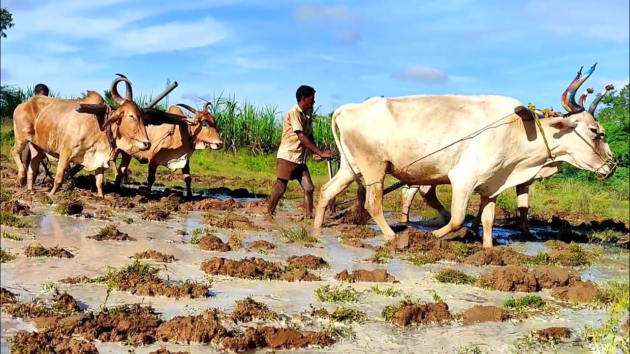 ploughing the field with bull by farmer for paddy seeds sowing ...