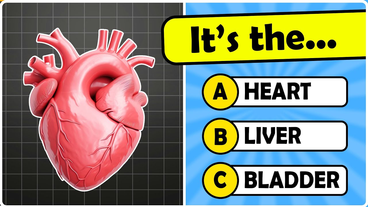 How Many Human Body Parts Can You Guess? 🧠🦴🦵 | General Knowledge Quiz ...