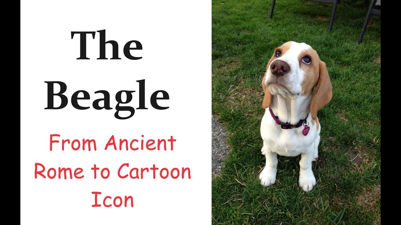 Beagle Adventures Unleashed: History, Traits, and Navigating the ...