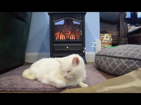 Coffee Cats | University of Lincoln - YouTube