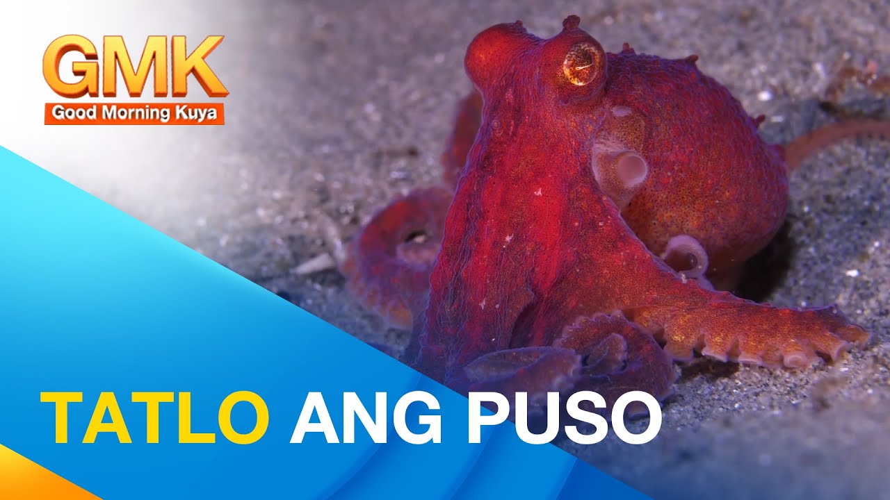 Hayop na may tatlong puso | Wonders of Creation - YouTube