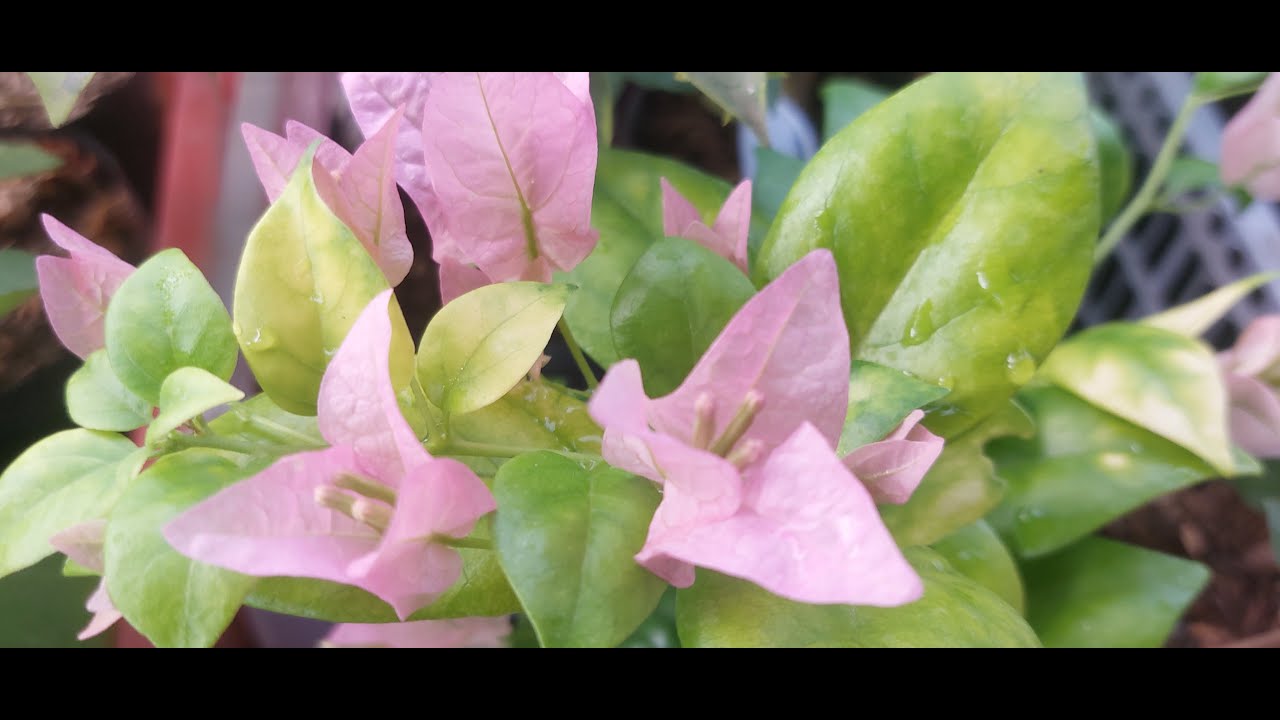 THE BEAUTIFUL GOLDEN GLOSSY BRIZZA NEWEST TOP RARE BOUGAINVILLEA - YouTube