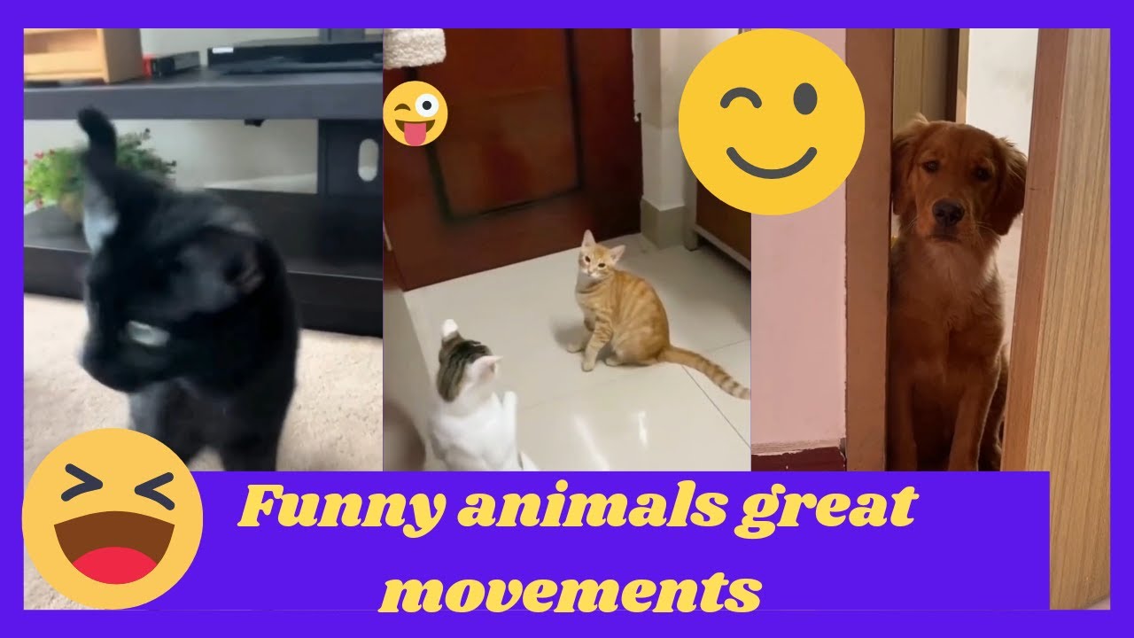Great funny animals, Funny animals Hub, funny animals reaction 😆😄🤣 ...