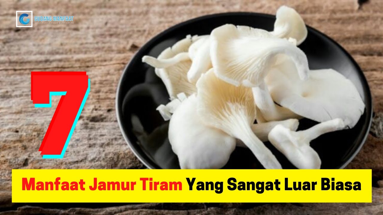 MANFAAT JAMUR TIRAM BAGI KESEHATAN TUBUH - YouTube