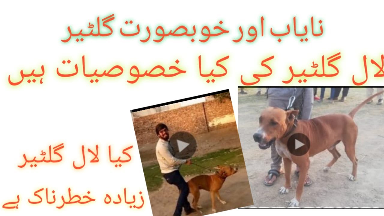 Gultair Dog / Red Gultiar Beautiful And Rare Colour In Gultair Breed ...