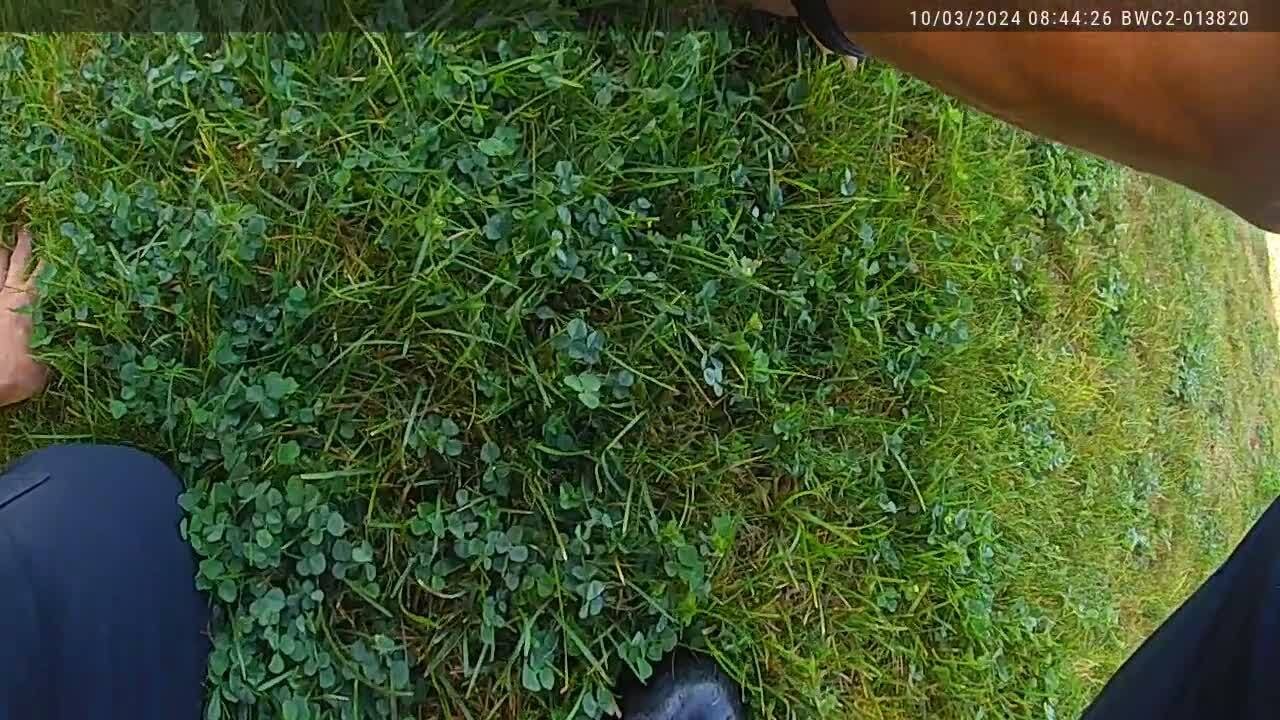 Alligator wrangled from under car in Sterling Heights - YouTube