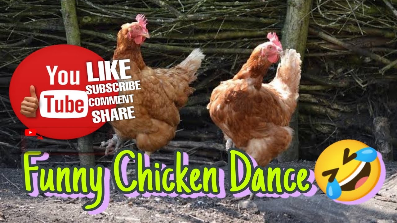 Funny Chicken Dance 🤣🤣🤣 - YouTube