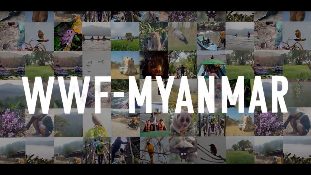 WE ARE WWF-MYANMAR - YouTube