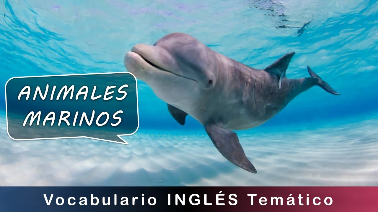 🏆Vocabulario en Inglés: ANIMALES MARINOS, pronunciación EEUU y UK - YouTube