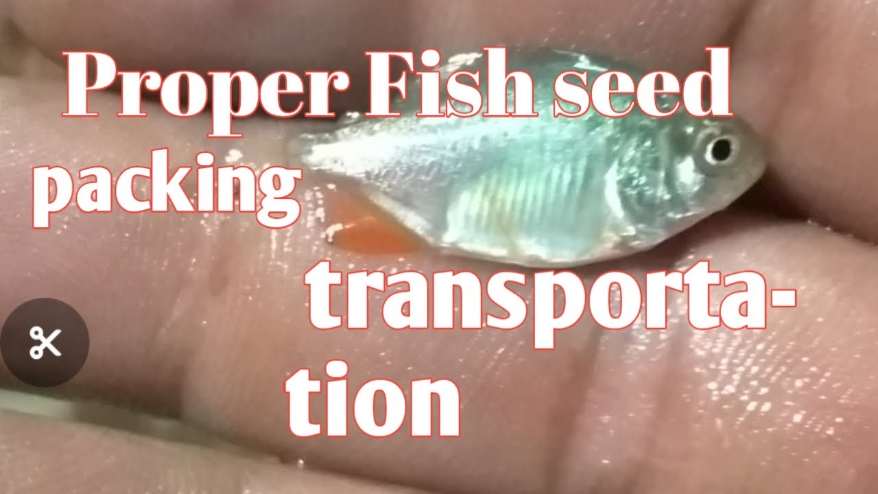 PROPER FISH SEED PACKING AND TRANSPORTATION - YouTube