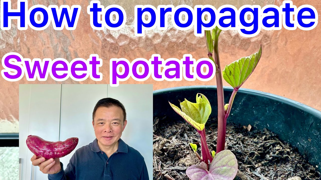 How to propagate sweet potatoes easily - YouTube