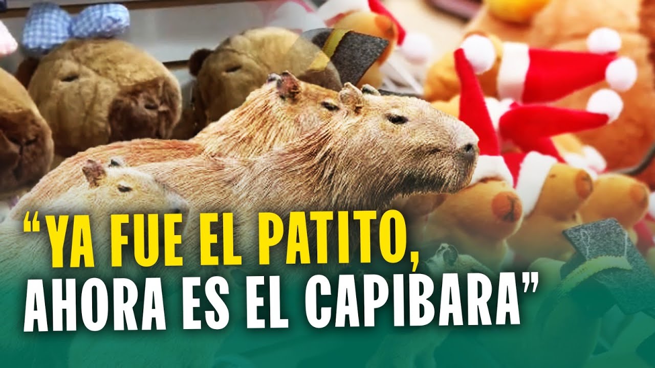 El furor por los capibaras crece en redes sociales: "El animalito más ...