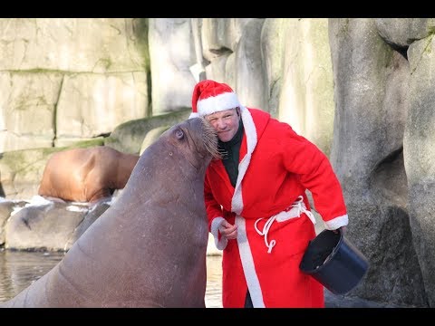 Nikolaus bei den Walrossen