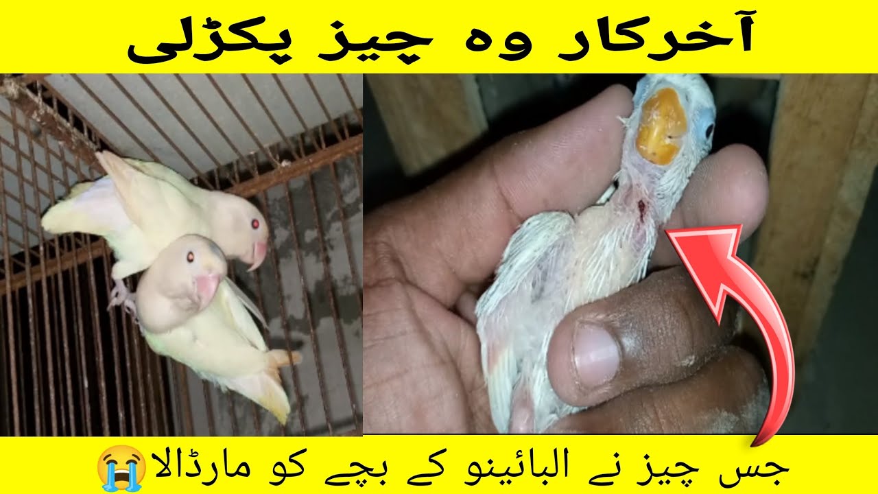 akhir kaar wo cheez pakarh li || albino Red eyes birds || # ...