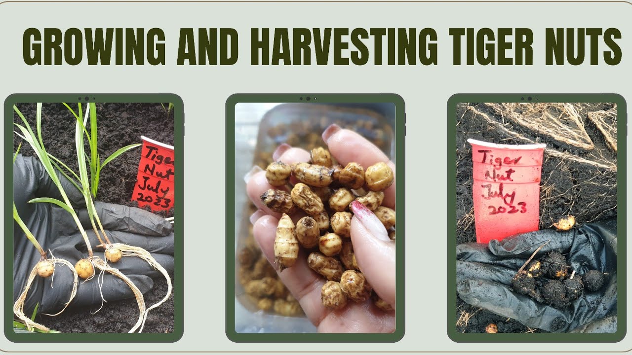 HOW TO EASILY PROPAGATE TIGER NUT FROM STORE-BOUGHT IN WATER | DO THIS ...