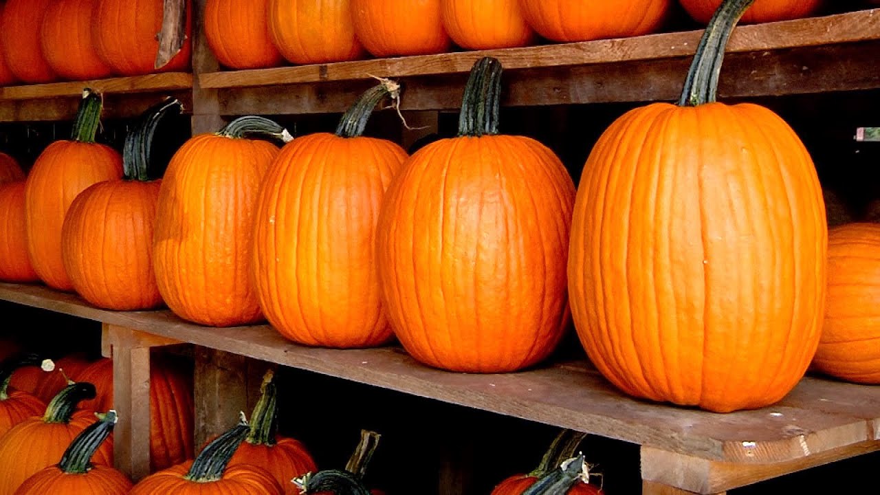 Pumpkin Farming YouTube pumpkin-farming-youtube