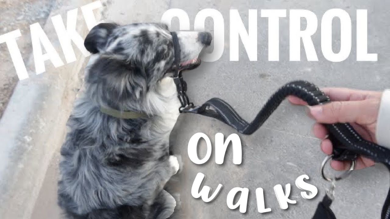 TAKE CONTROL of your AUSSIE on Walks! | Walk & Talk pt. 10 - YouTube