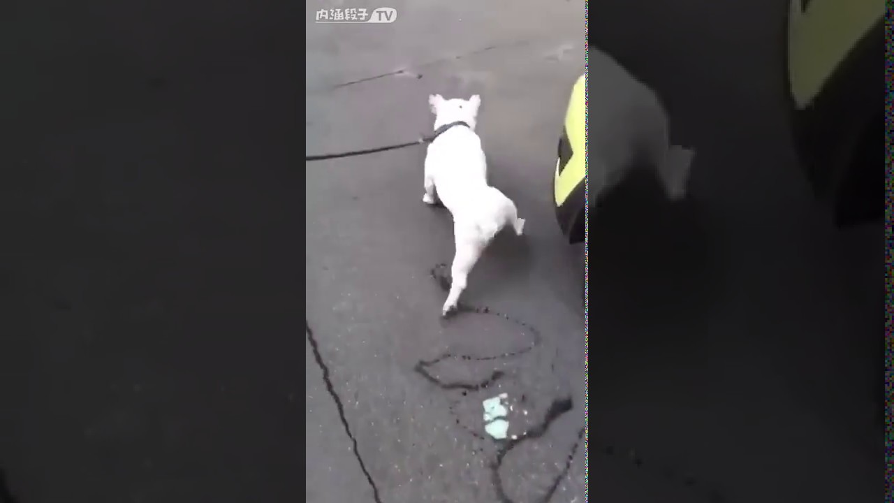 Perro caminando raro - YouTube